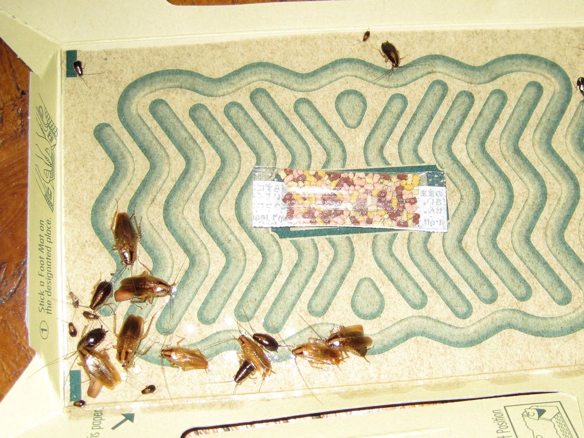 Cockroach infestation and grimy kitchen lands Wolverhampton restaurant ...