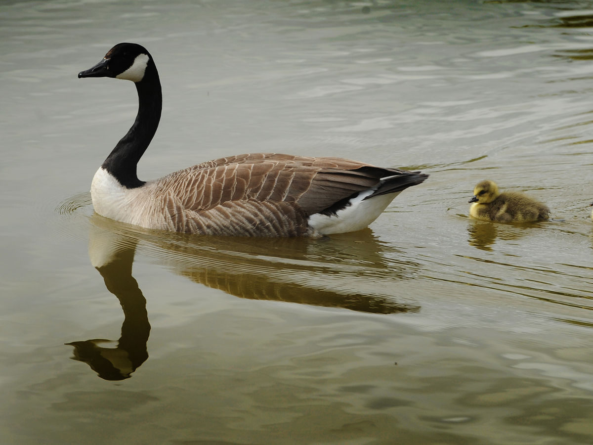 Suspected bird flu outbreak in Wolverhampton park after reports of ...