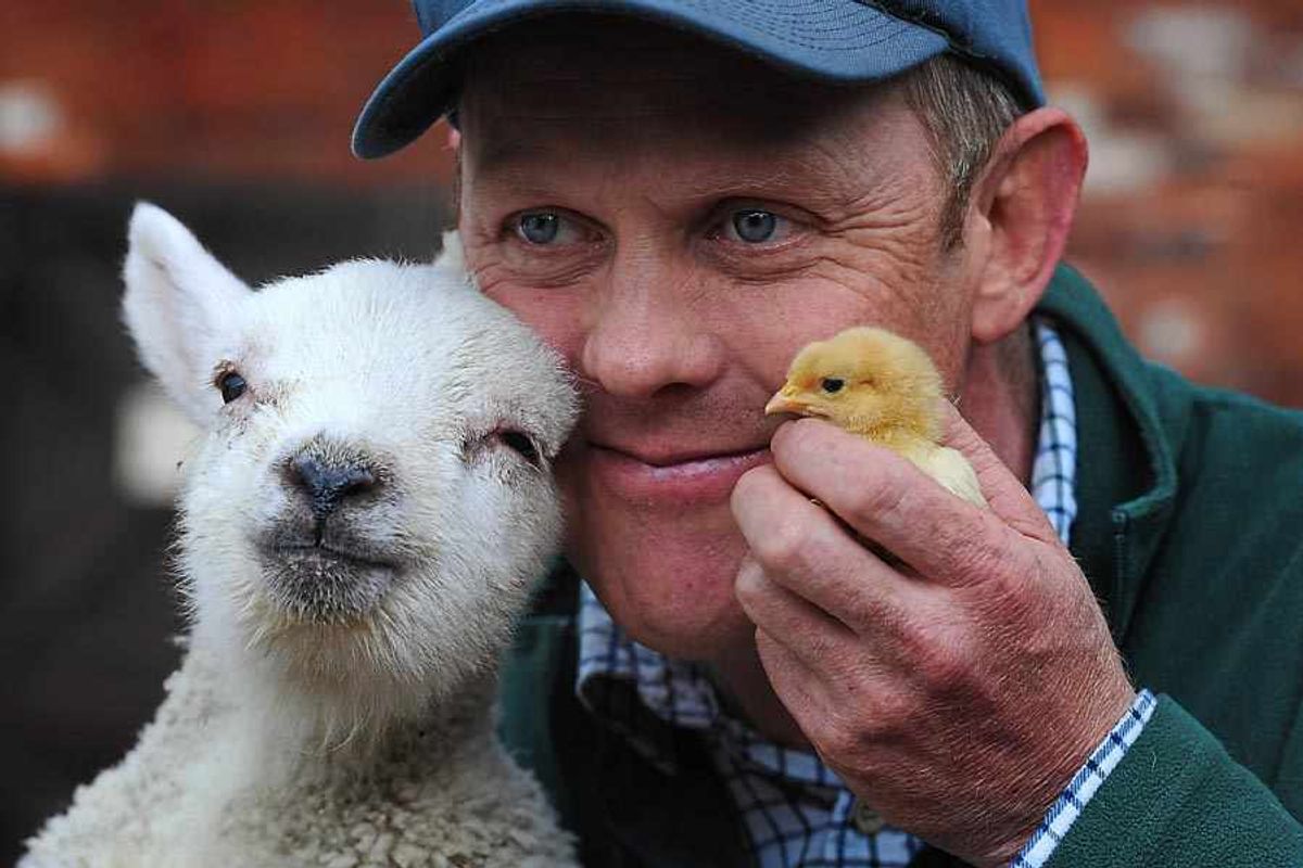 Visitors flock to Sandwell farm to see new lambs | Express & Star