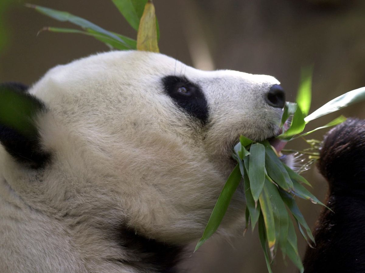 China plans to send San Diego Zoo more pandas, reigniting panda diplomacy | Express & Star