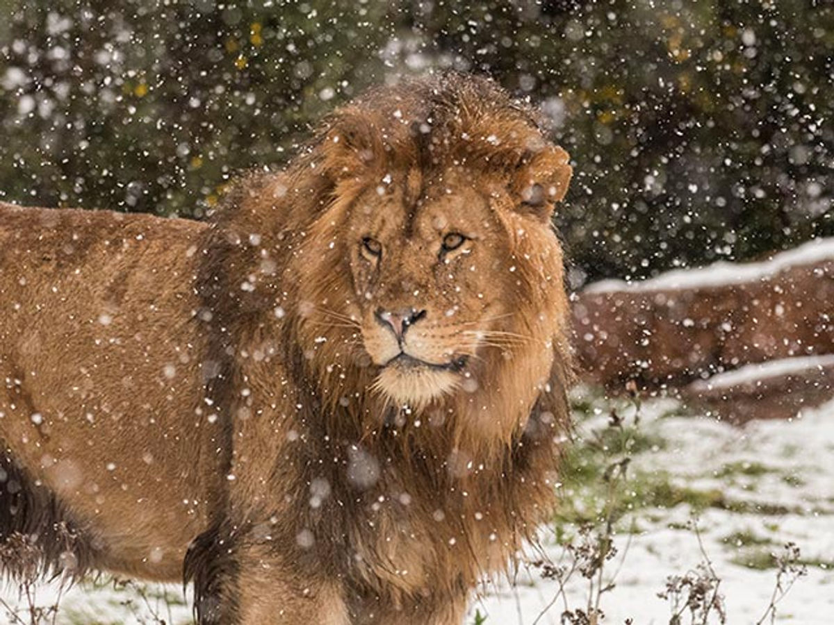 Festive fun arrives at West Midlands Safari Park as beloved 'Santa ...