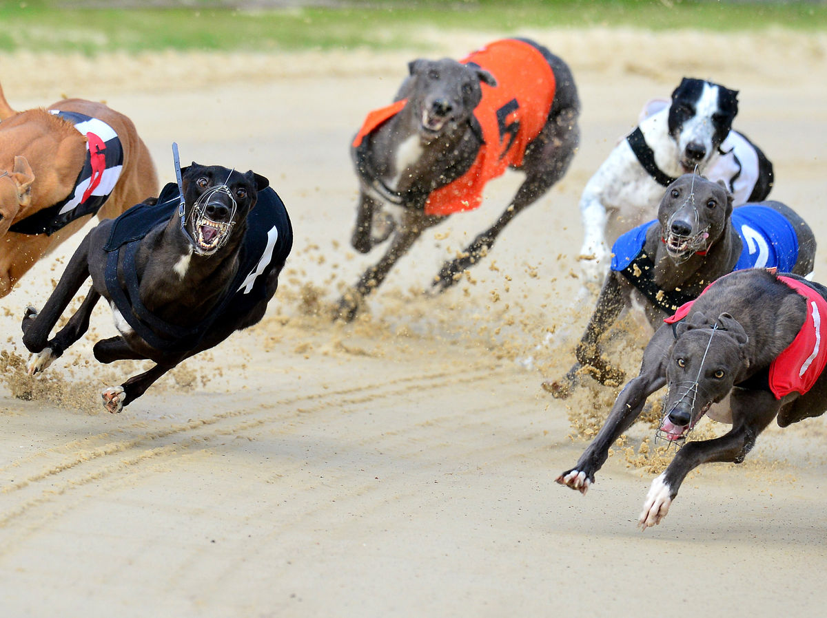 Greyhound racing track gets go-ahead for Wolverhampton Racecourse ...