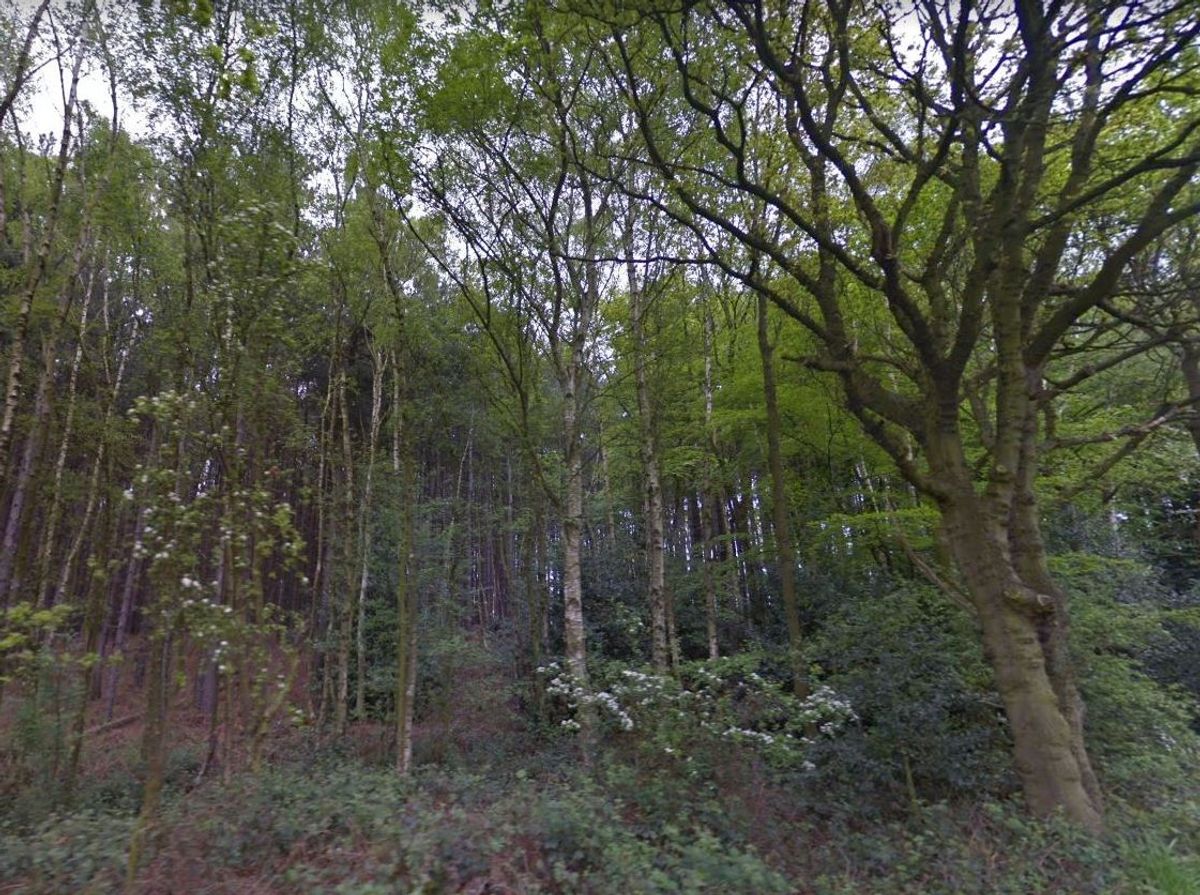 Trust set to plant thousands of new trees at Sutton Coldfield wood ...