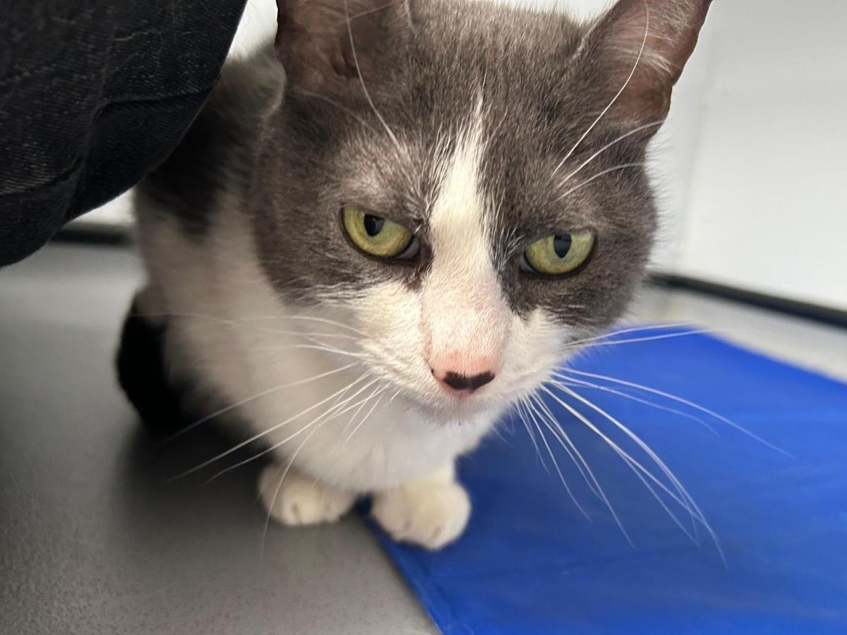 Shropshire Cat Rescue seeking home for 'beautiful' and 'very sensitive ...