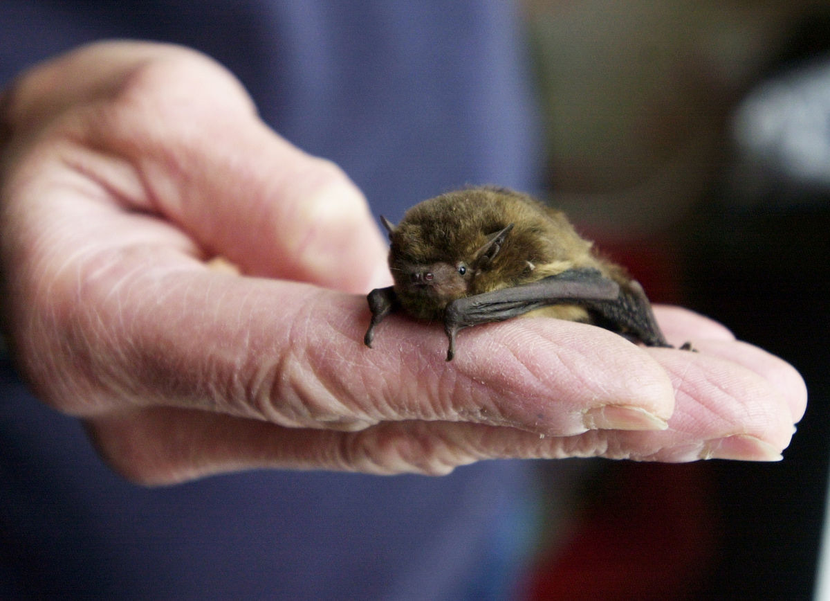 Dusk bat walk being held near Market Drayton | Shropshire Star