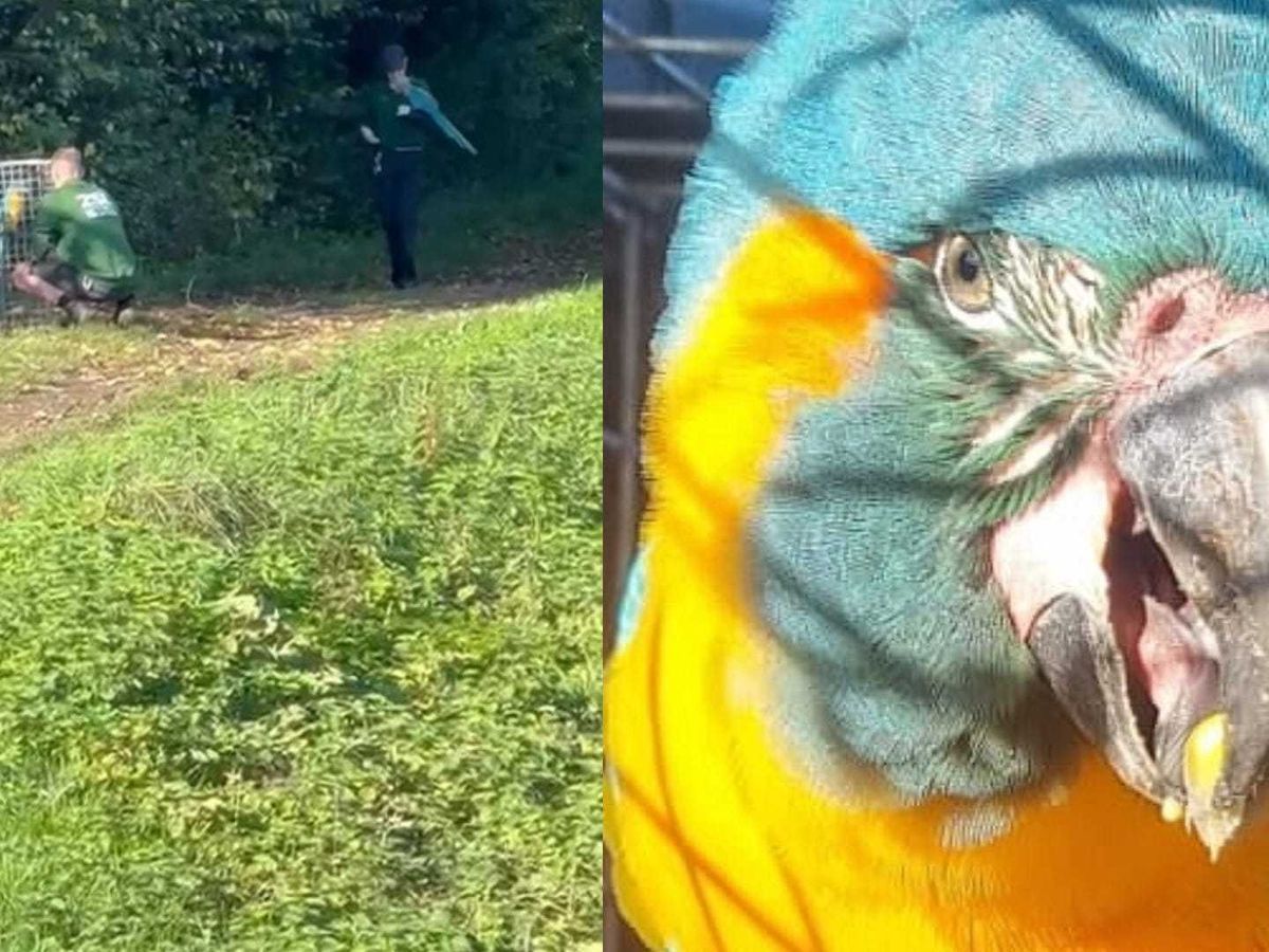 London Zoo’s flyaway parrots Lily and Margot found in Cambridgeshire ...