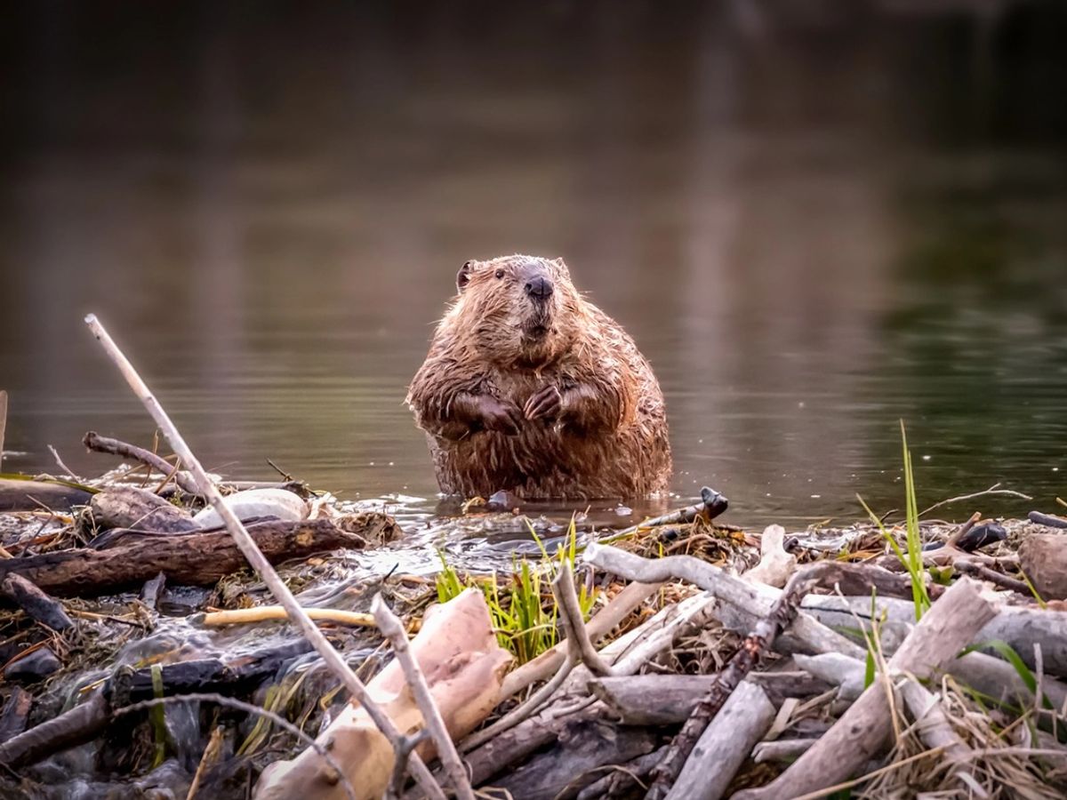 Learning from beavers to stem the River Severn floods | Shropshire Star