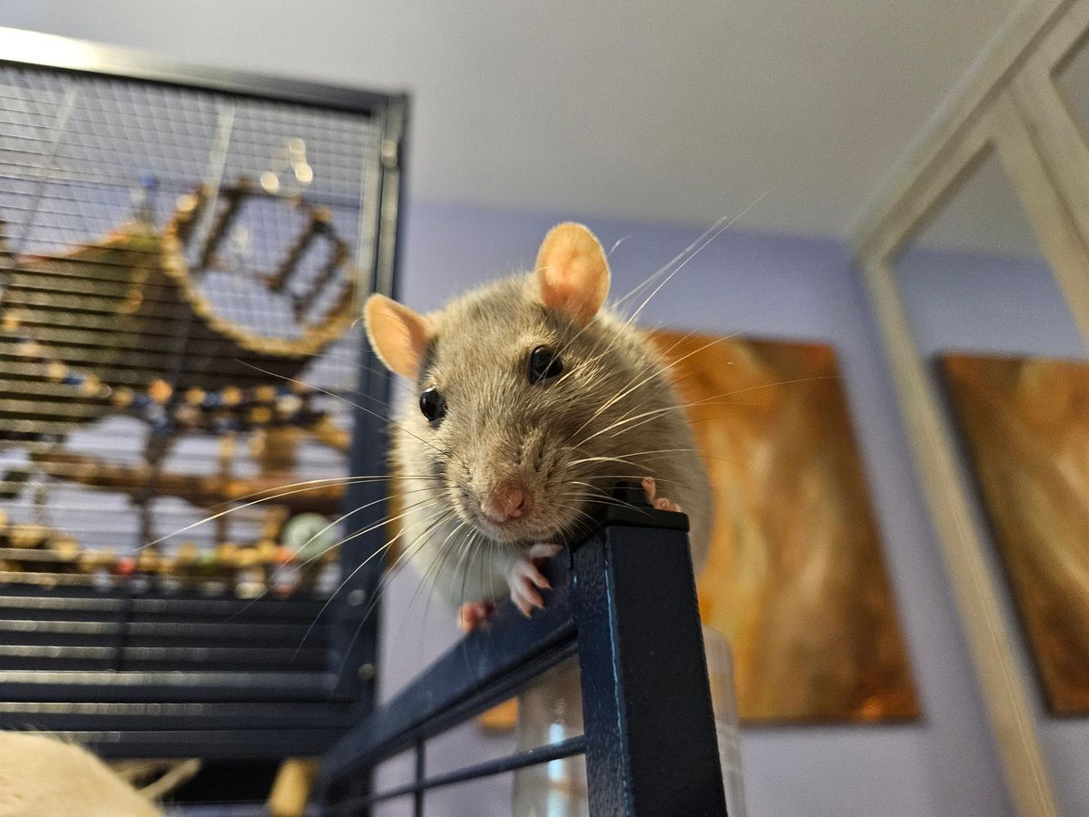 Shropshire animal lovers take note - the humble rat could be your ...