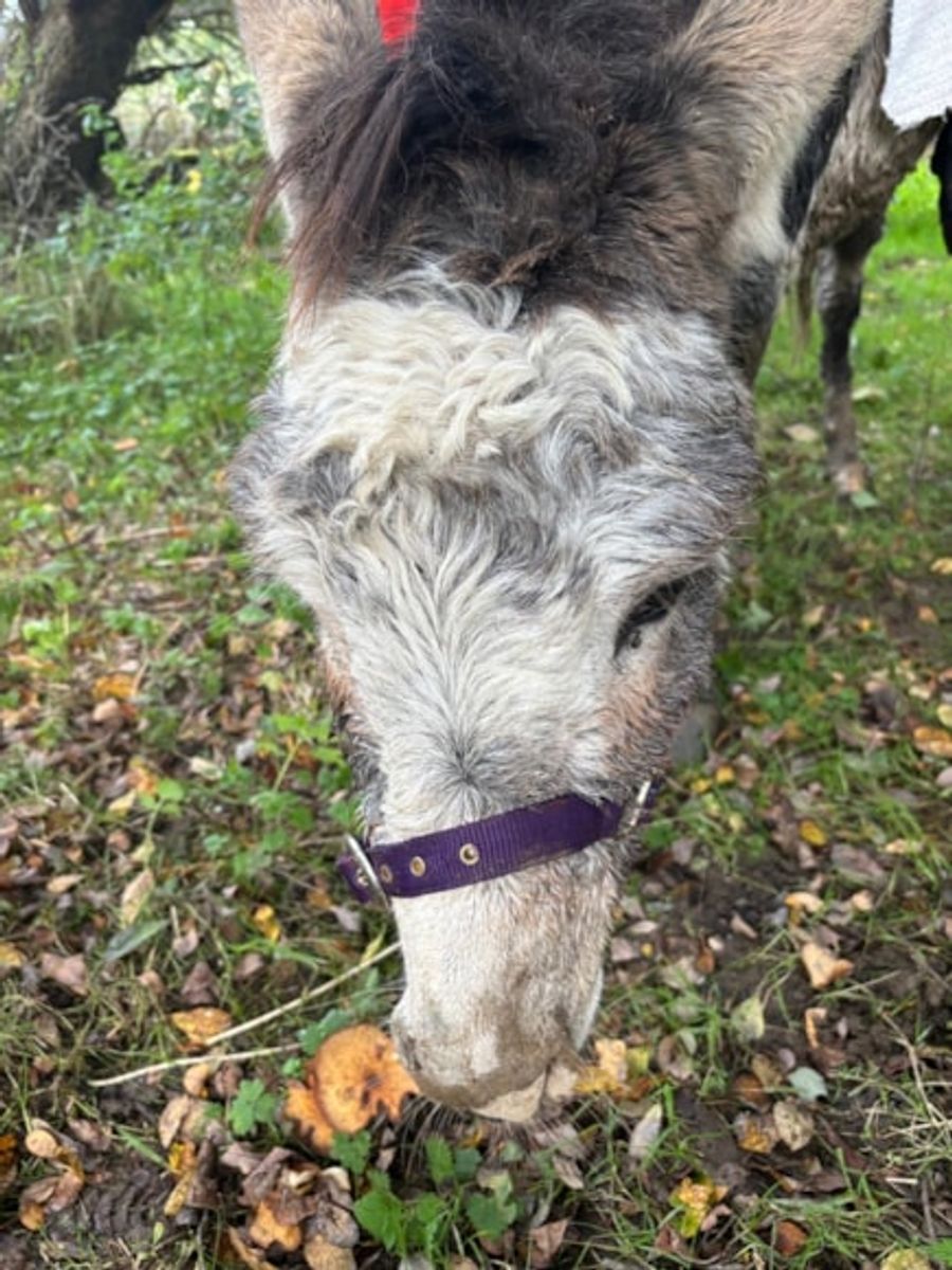 'Freebie' the donkey rescued by firefighters after becoming trapped in ...