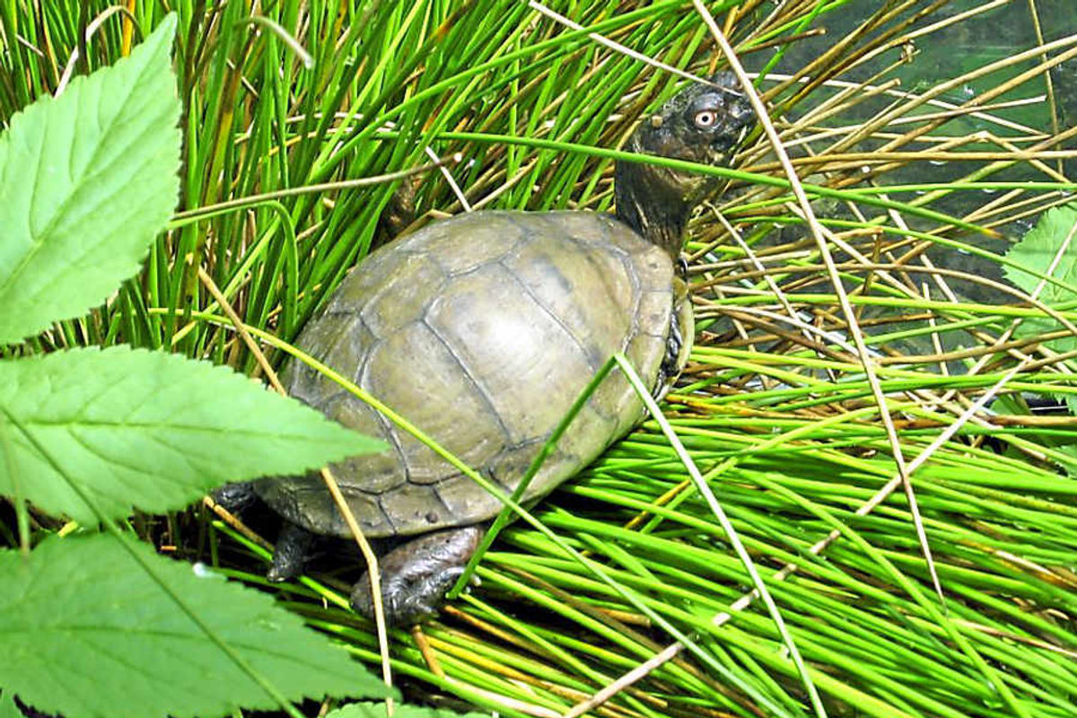 Appeal after turtle Jim toddles off from his Shropshire home ...