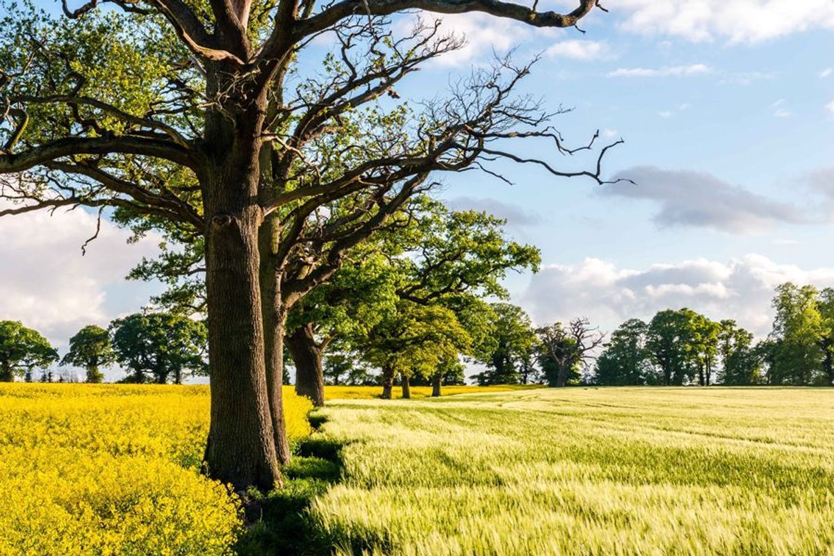 Group makes roots with Shropshire Wildlife Trust to plants trees ...