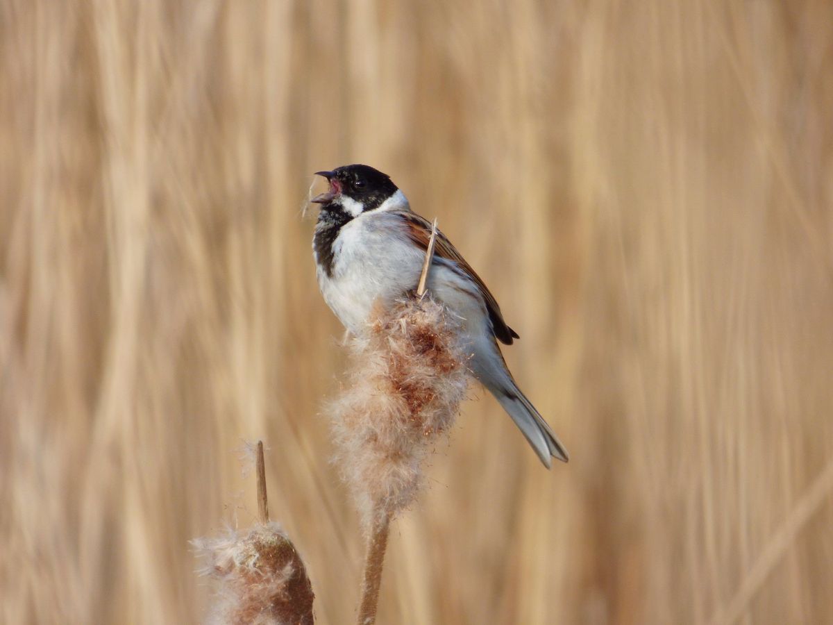 Black Country comes 13th in global nature spotting challenge | Express ...