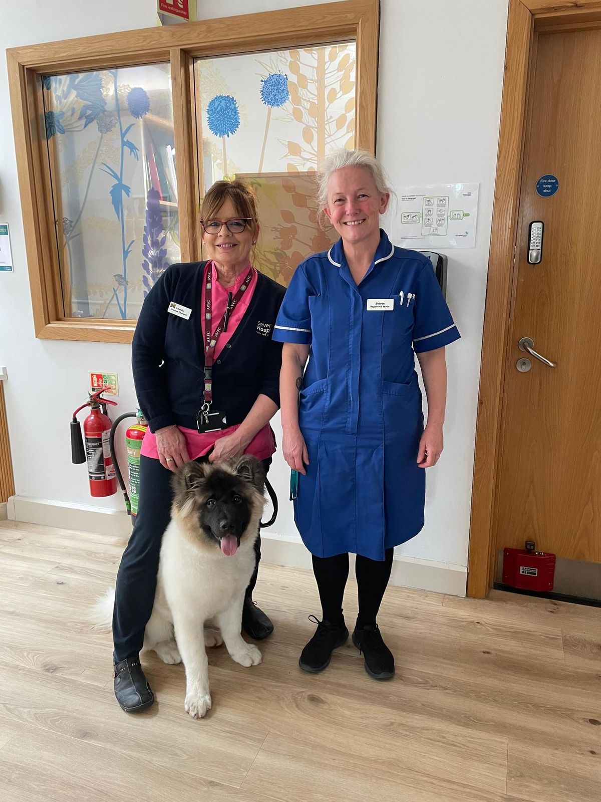 Reader Picture: Meet Bear the therapy dog for Telford hospice ...