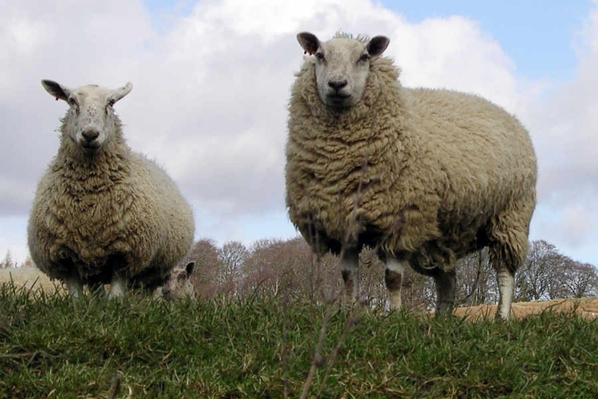 Pet sheep mauled to death by dog | Shropshire Star