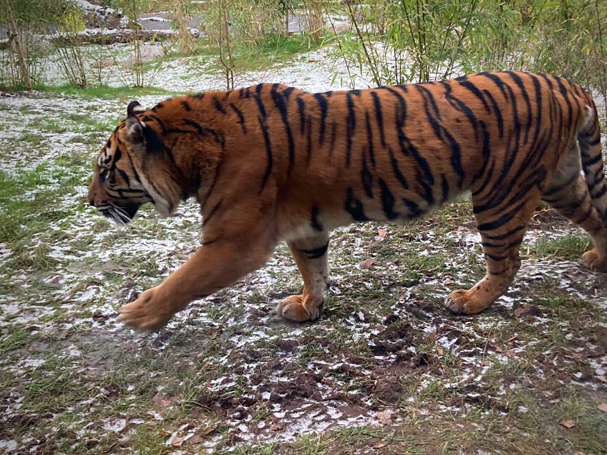 West Midland Safari Park Tiger Lodge review: The most unique luxury ...