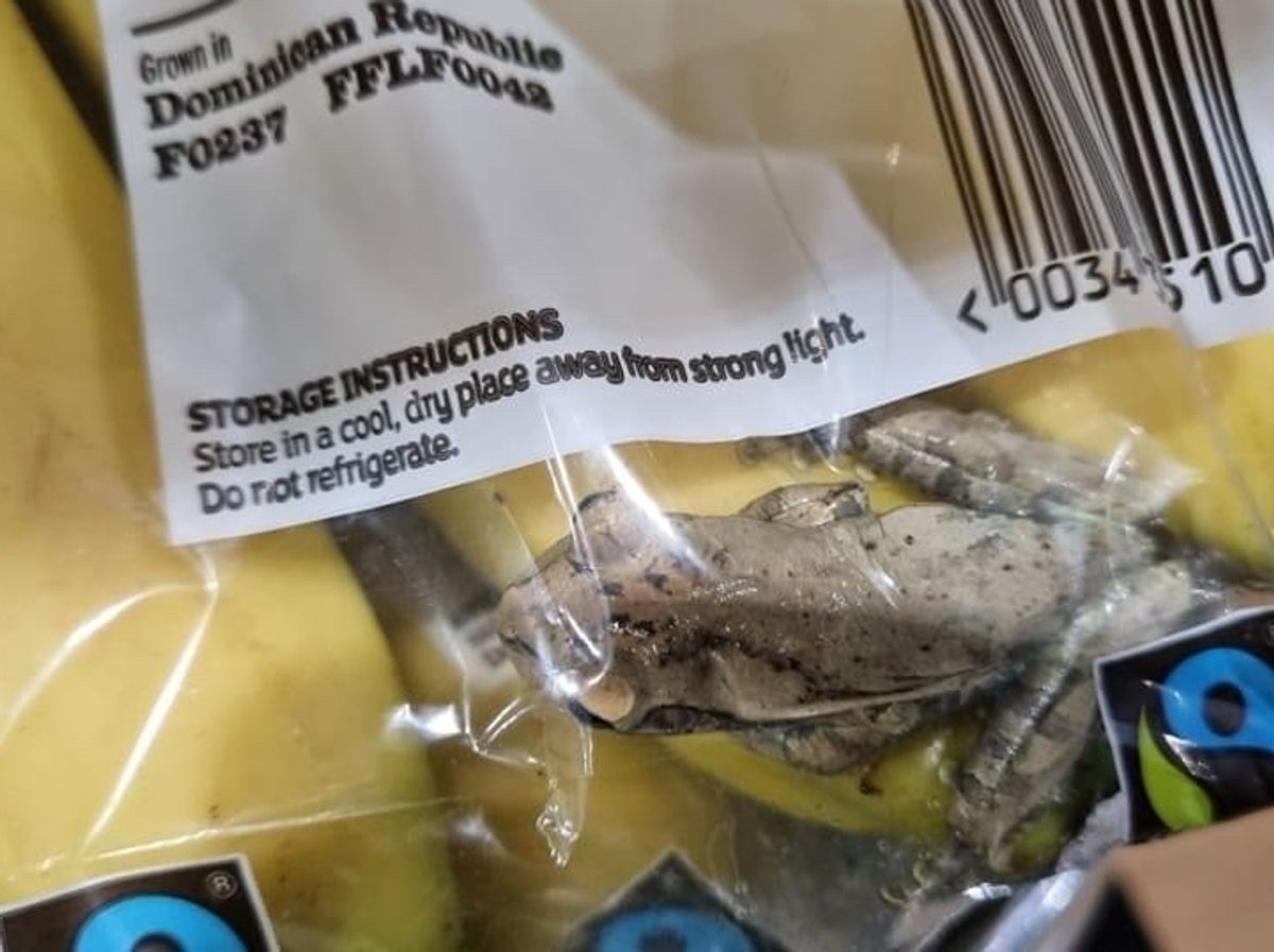 Family shocked as tree frog jumps out from bag of supermarket bananas ...