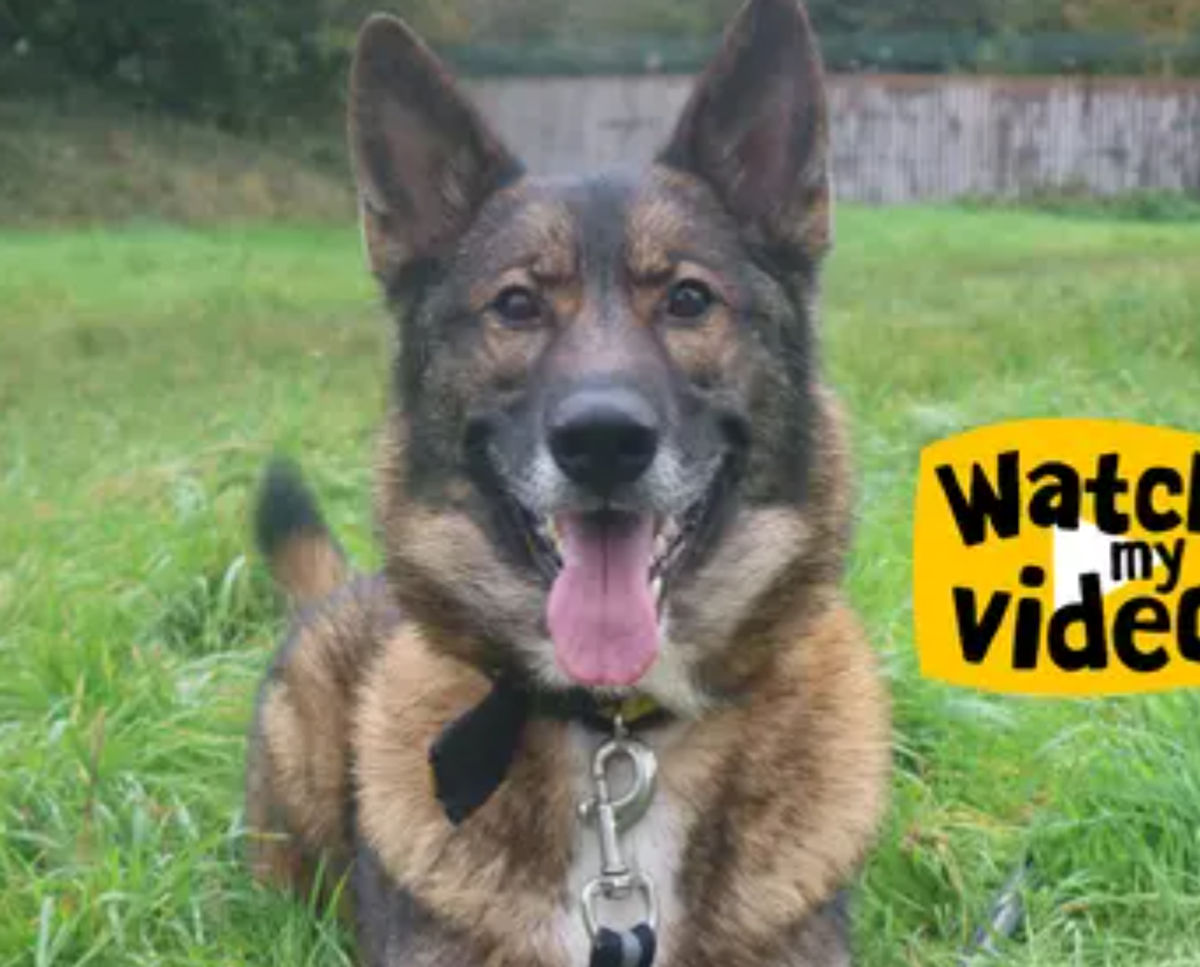 Adorable dogs up for adoption in Shrewsbury | Shropshire Star