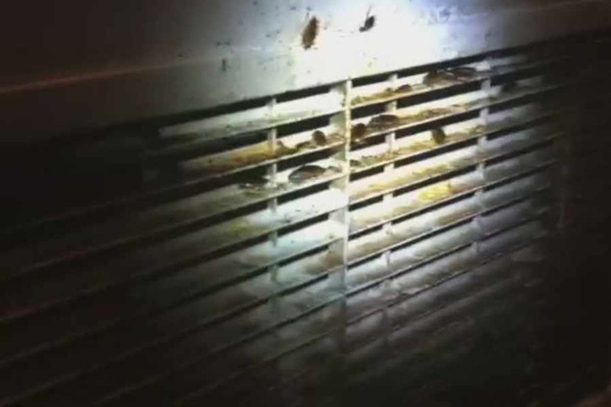 Wolverhampton city centre cockroach diner owner spared jail - plus ...