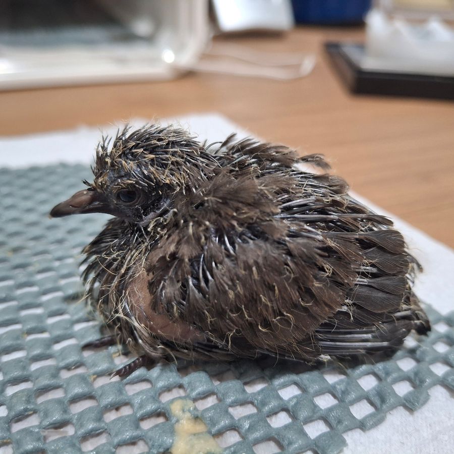 Chester Zoo hails arrival of three chicks as boost for survival odds of ...