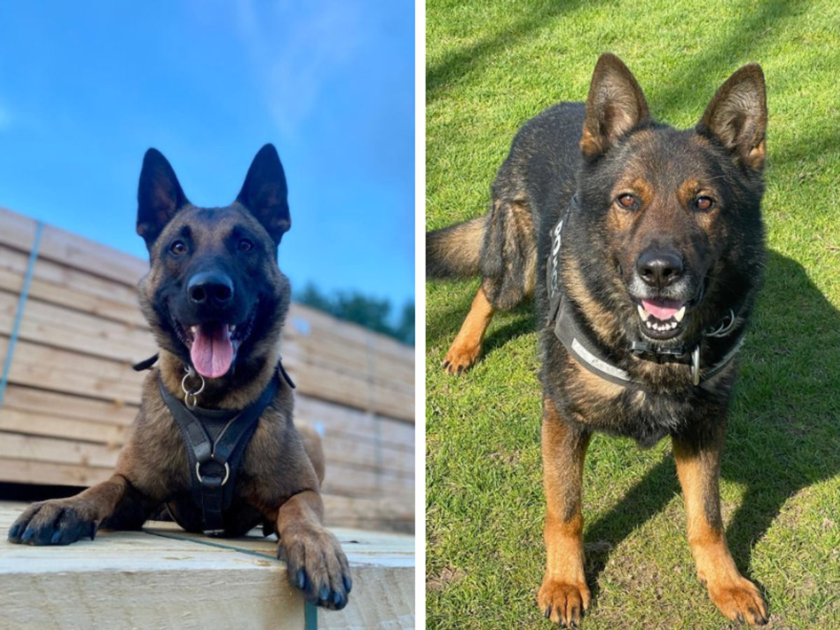 Watch: Police dog chases down and catches screaming violent disorder ...