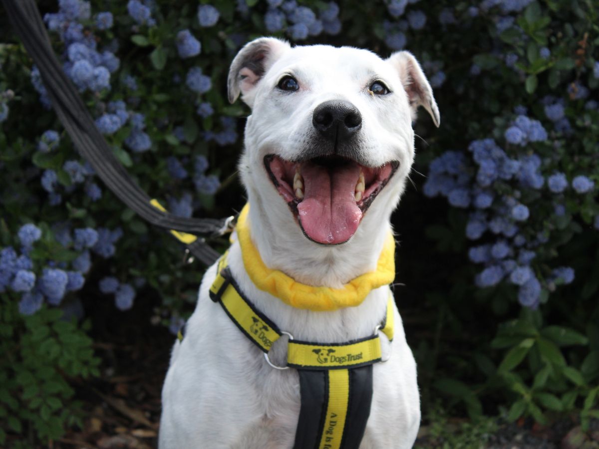 Casper the rescue dog hoping to find his special someone for Valentine ...