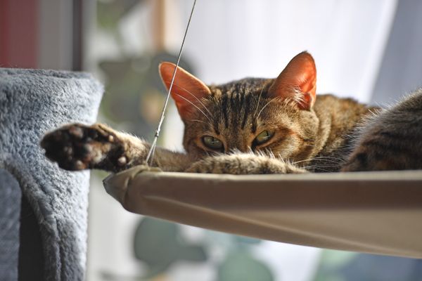 Unique Wolverhampton cat cafe welcomes customers to meet furry friends ...