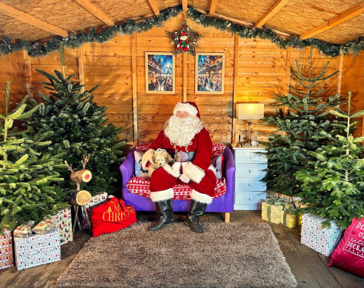 ‘Santa Paws’ is Coming to Town: Birmingham Dogs Home announces ...