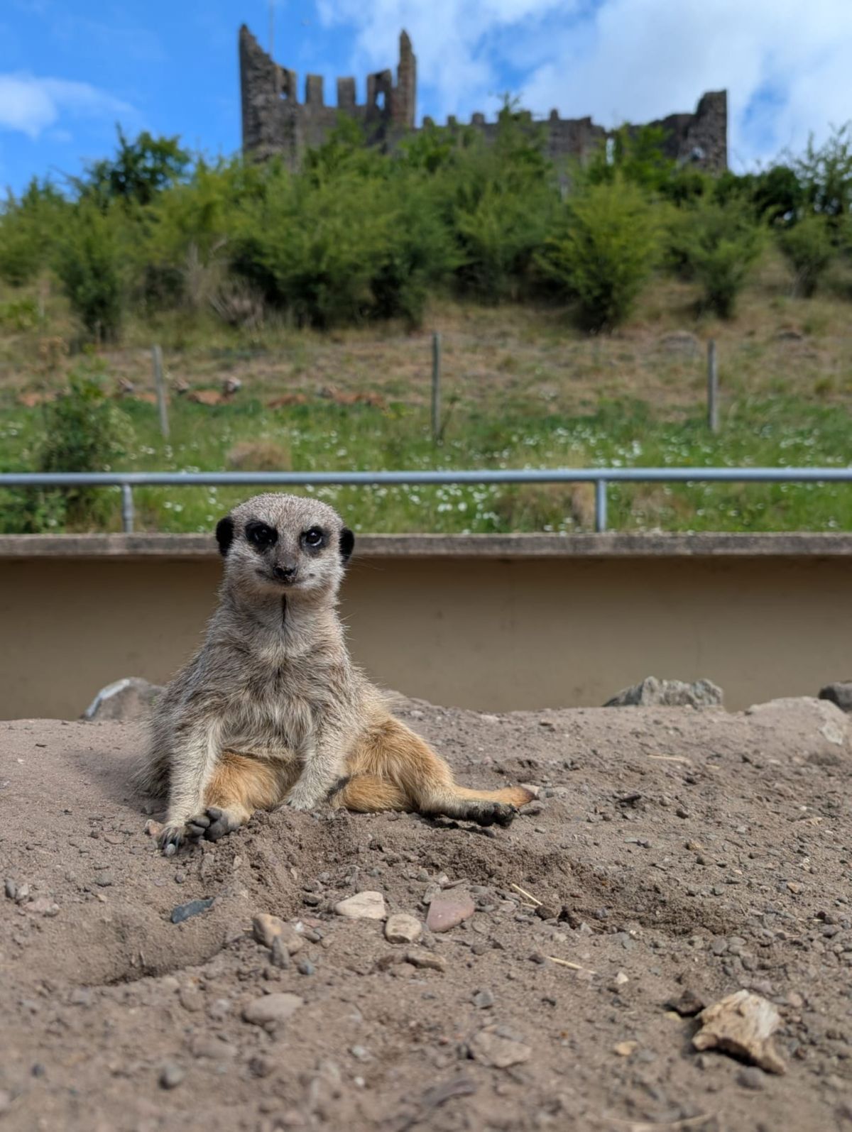 Children go free at Dudley Zoo this autumn. Here is everything you need to know | Express & Star
