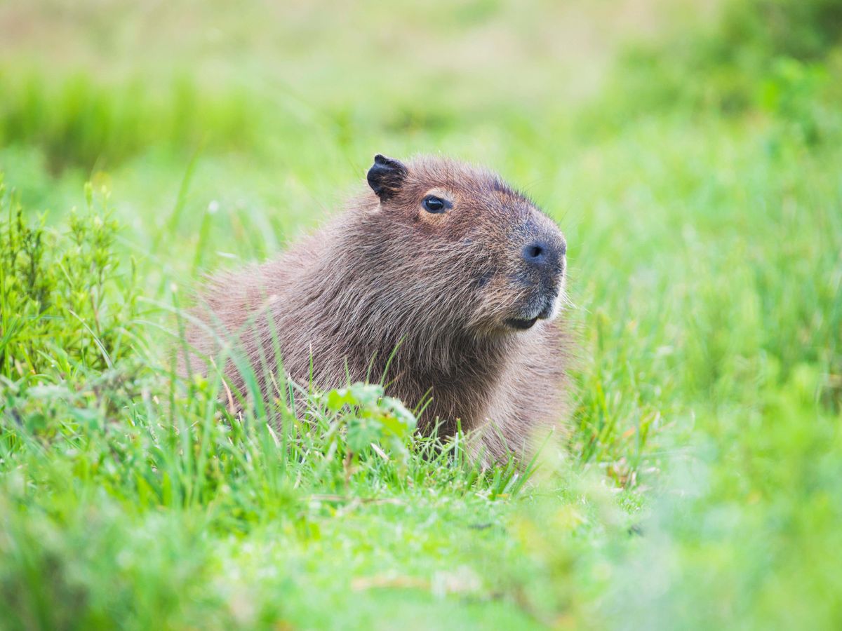 Night search planned for escaped capybara as they are ‘so good at ...