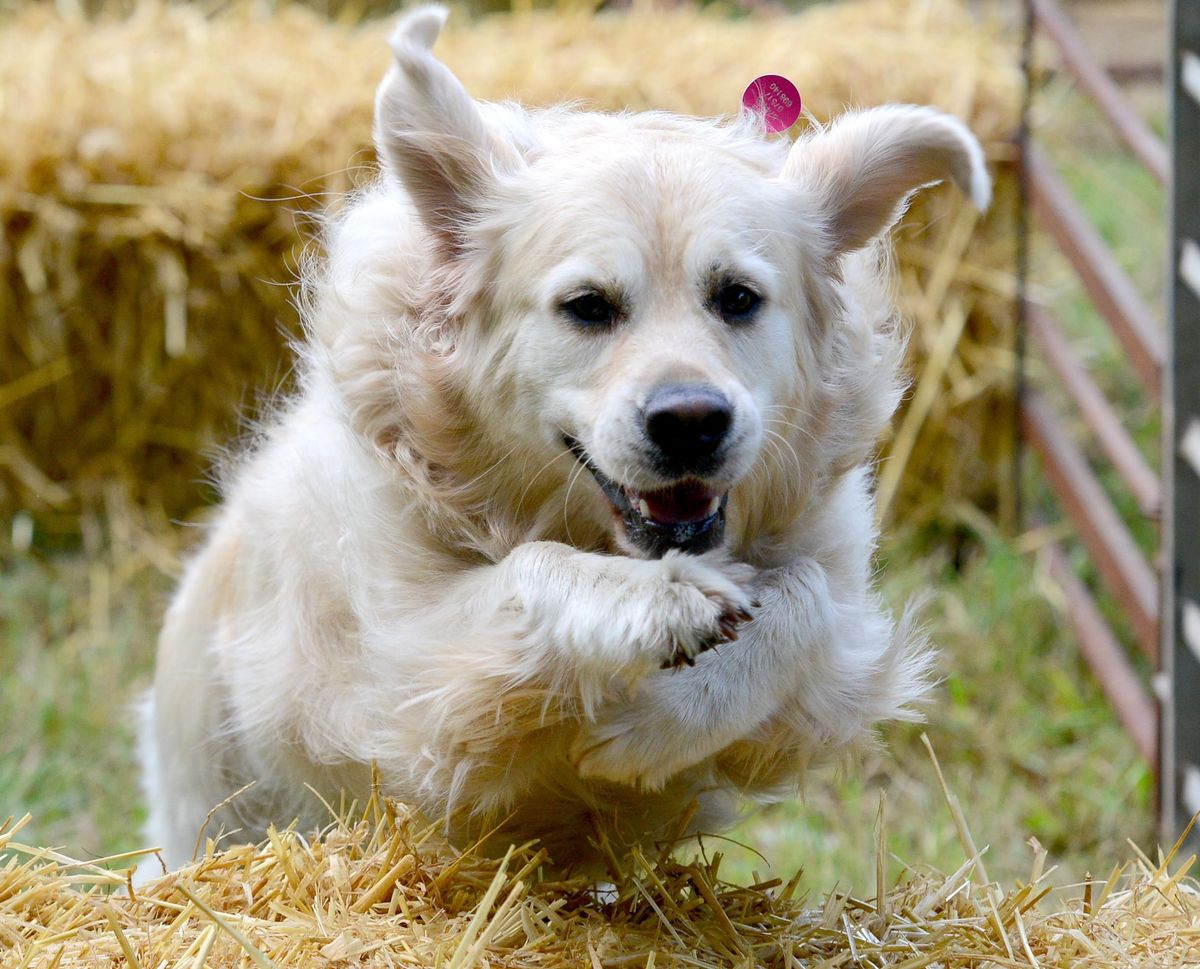 Delightful dogs raise £22k at Ludlow fun day - with video and pictures ...