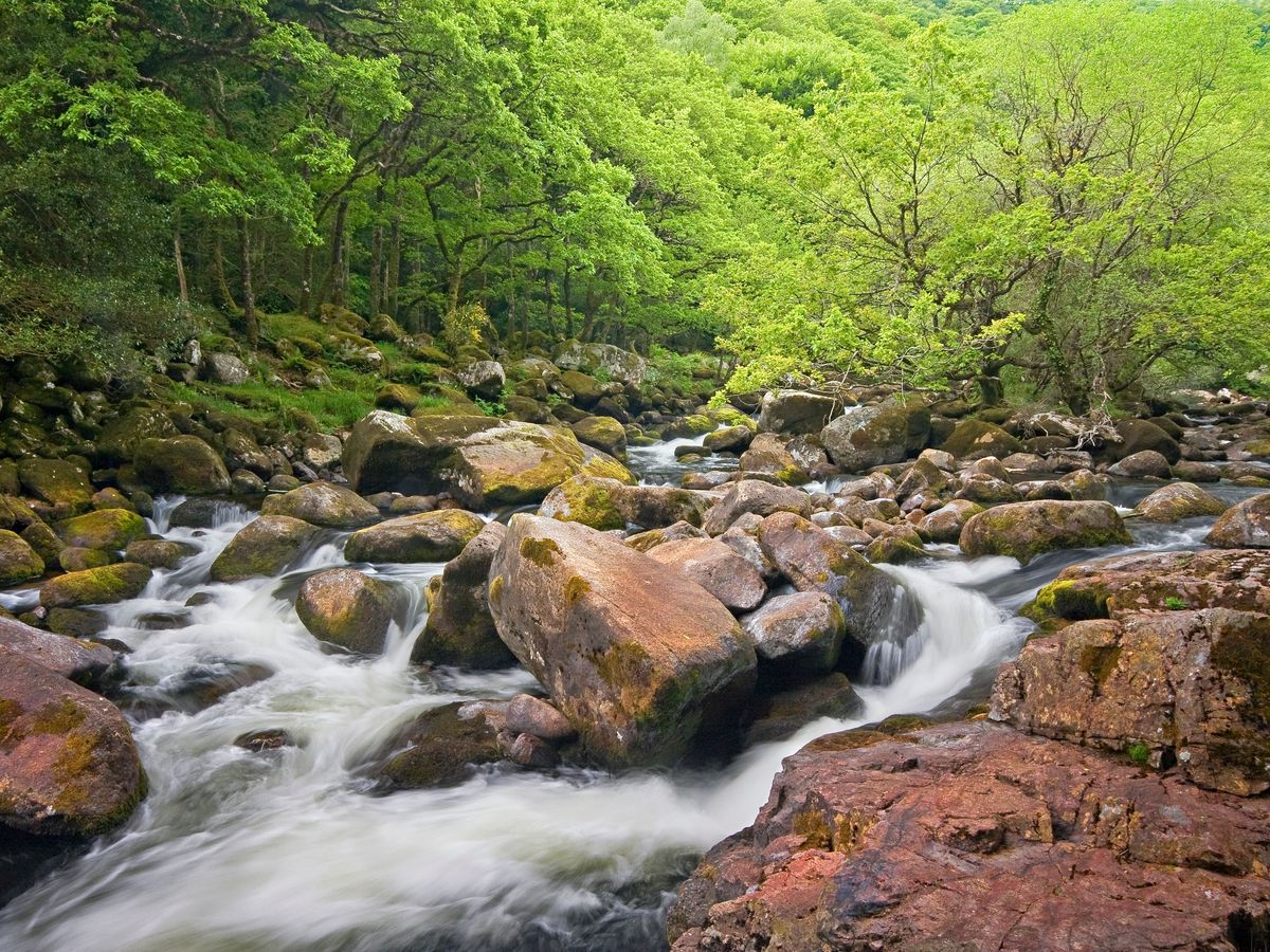 Garden inspired by ‘magical’ British rainforest set for Chelsea Flower ...