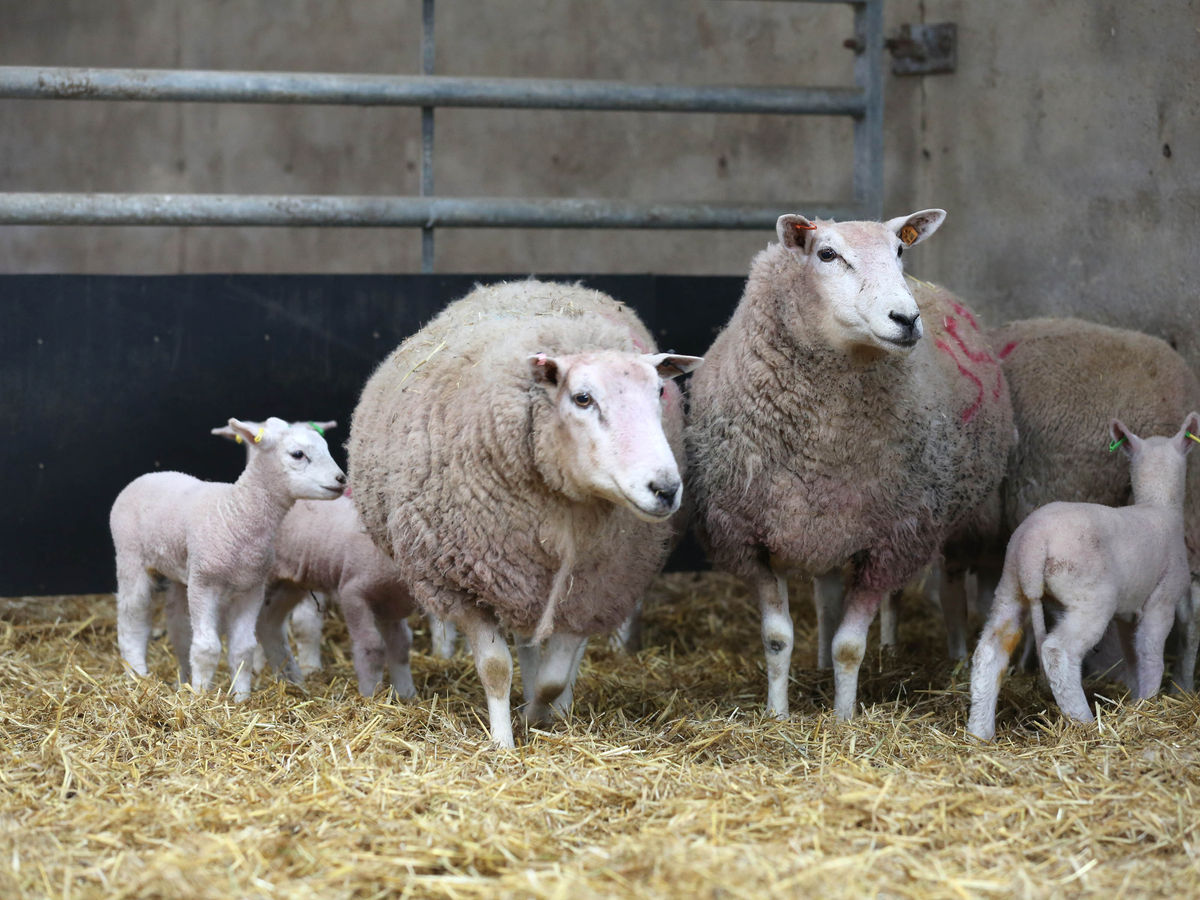 Farmer speaks out after scores of lambs butchered in field | Express & Star