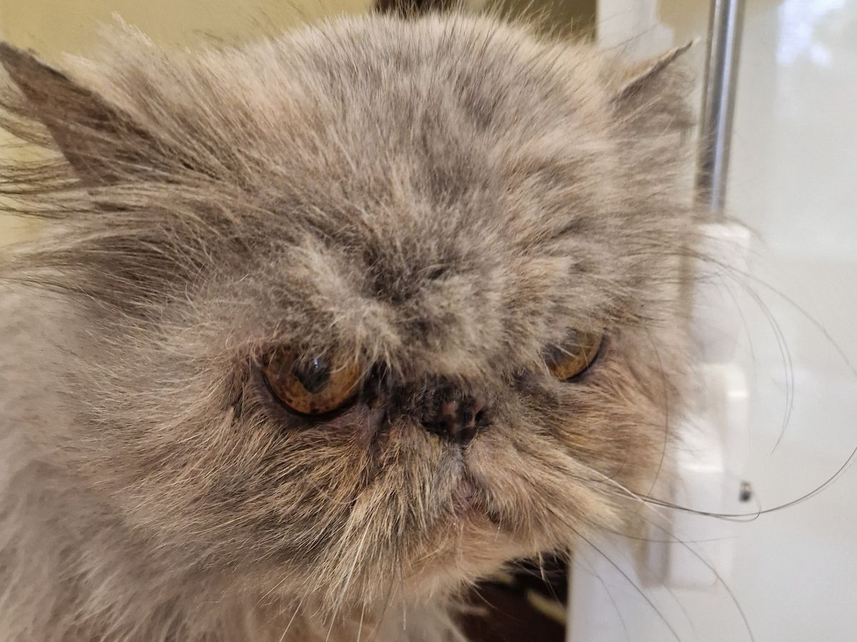 Suffering short-nosed cats highlight the problems these lovable animals ...