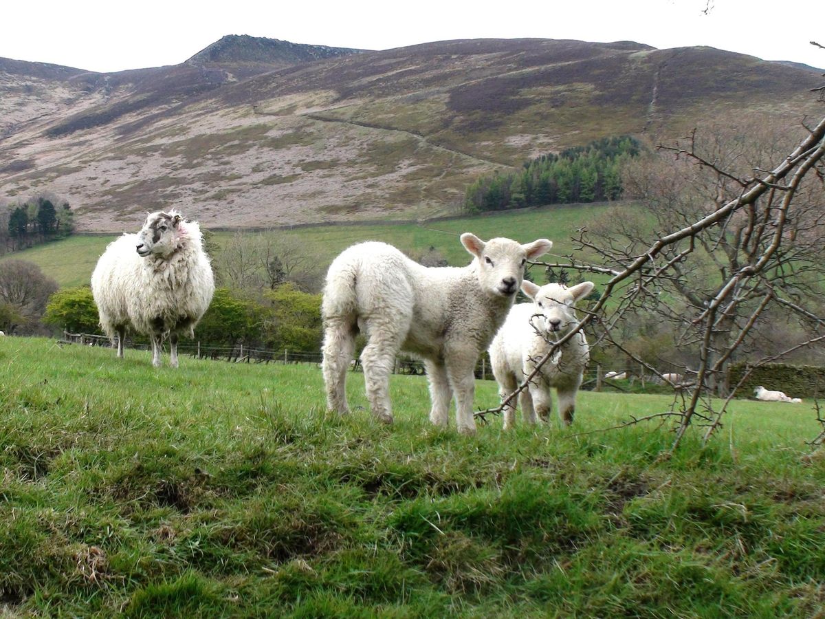 Lambs to the slaughter - 'Frustrated' farmer sold lost flock to Walsall ...