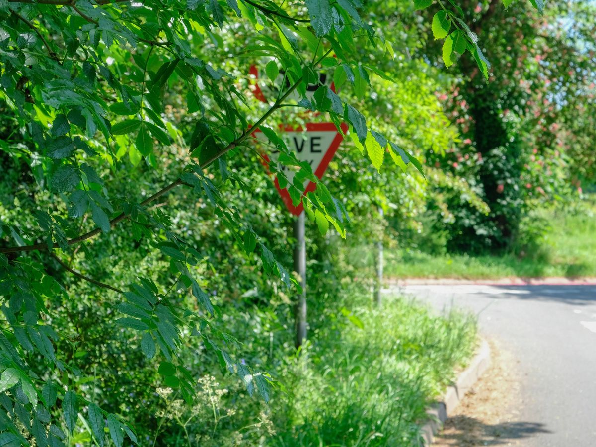 ‘Too many’ road signs blocked by overgrown hedges, says road safety ...