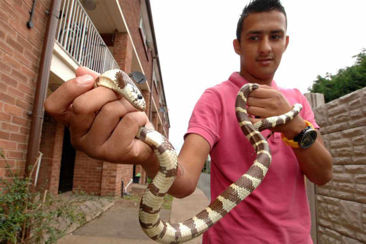 Escaped three-foot snake is back home in Bridgnorth | Shropshire Star