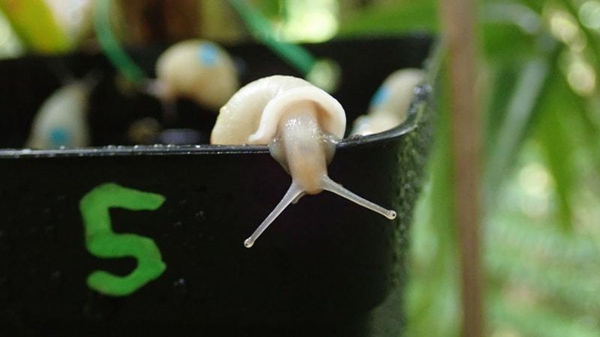 UK zoos help save endangered Polynesian snail | Shropshire Star