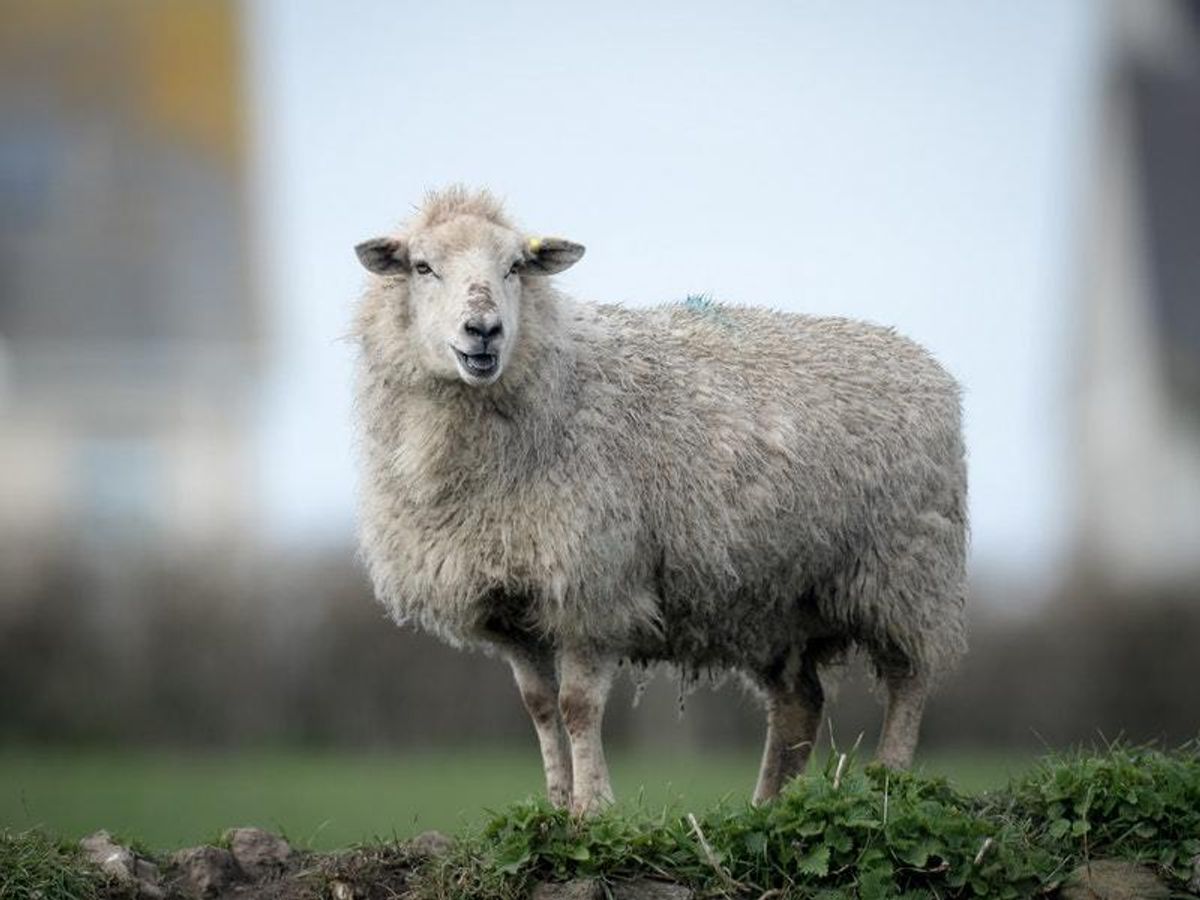 Scientists have created human-sheep embryos: Here are 7 things you need ...