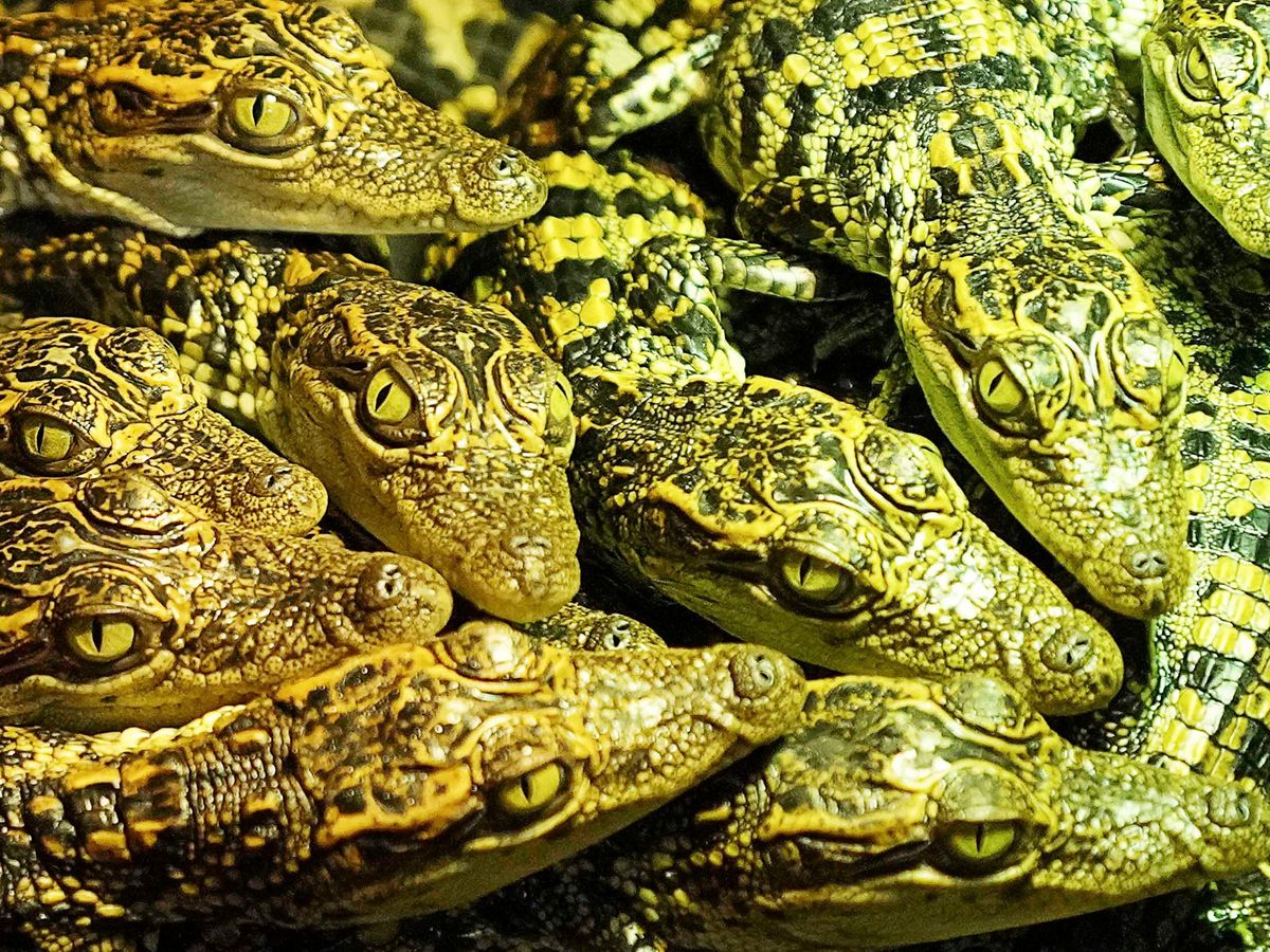 Near-extinct crocodile species returns from brink in Cambodia ...