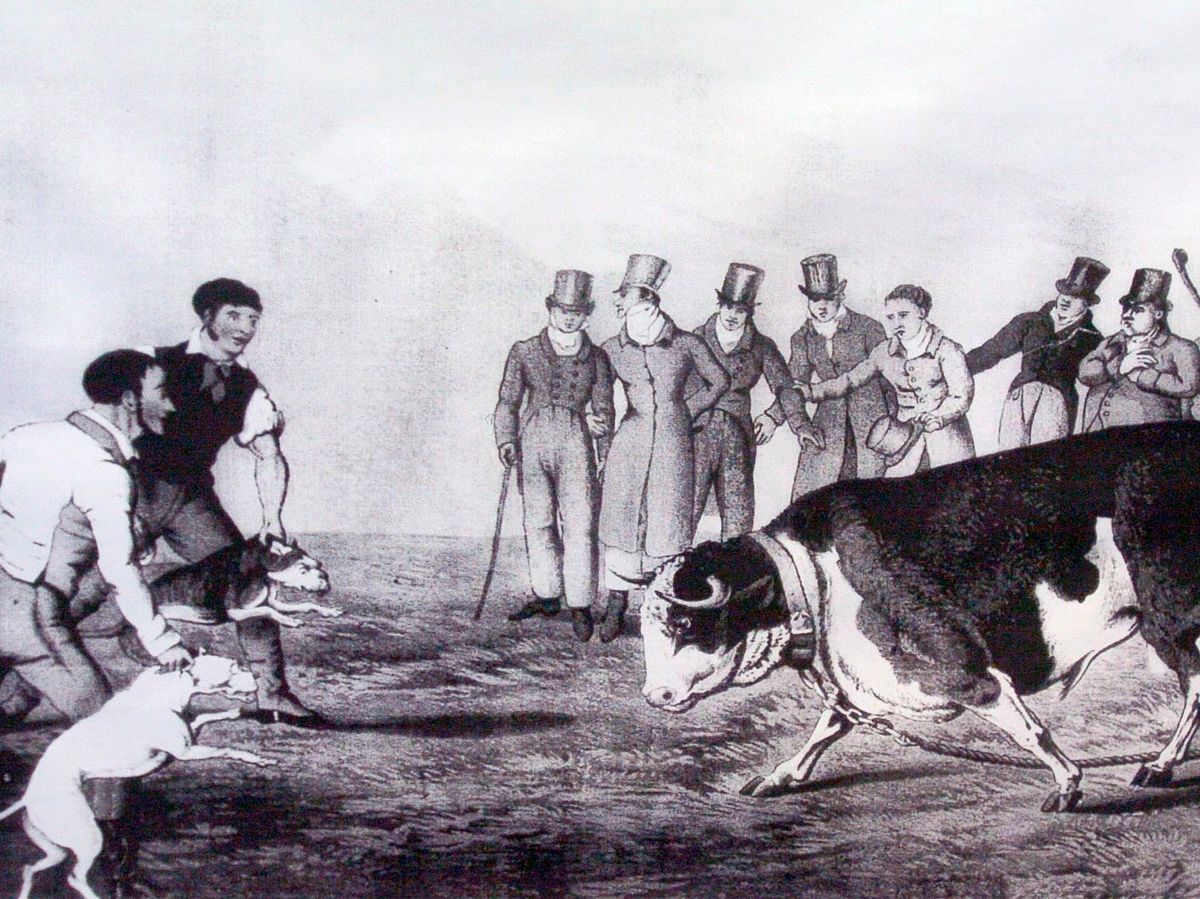 How the West Midlands was last bastion for bloodthirsty bull baiting ...