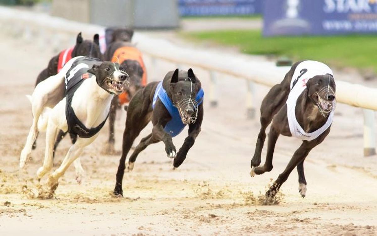 Work to build new multi-million pound Wolverhampton greyhound track ...