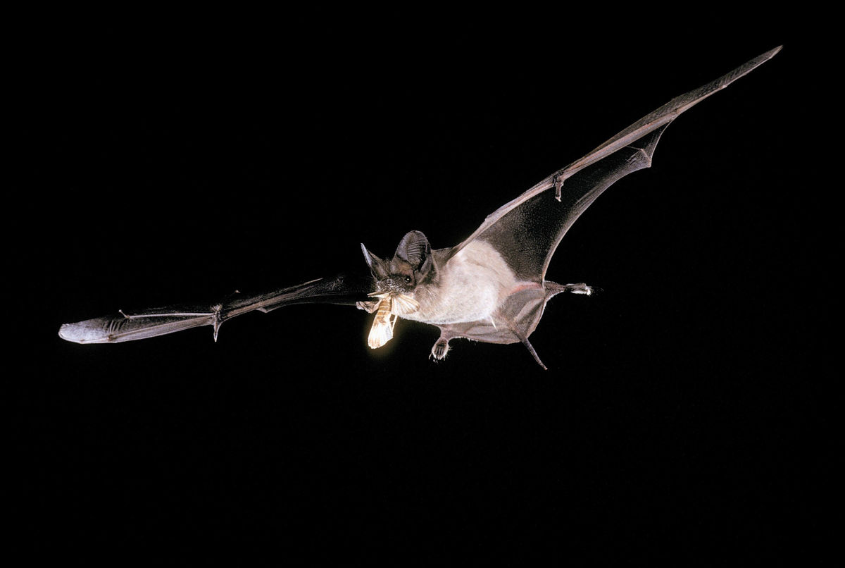 Peter Rhodes on bats, business interests and the ancient art of ...