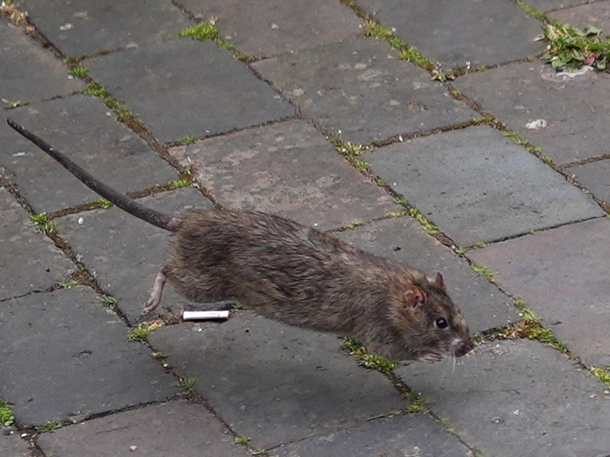 Residents fear for health while ‘cat-sized’ rats raid rubbish piles in ...