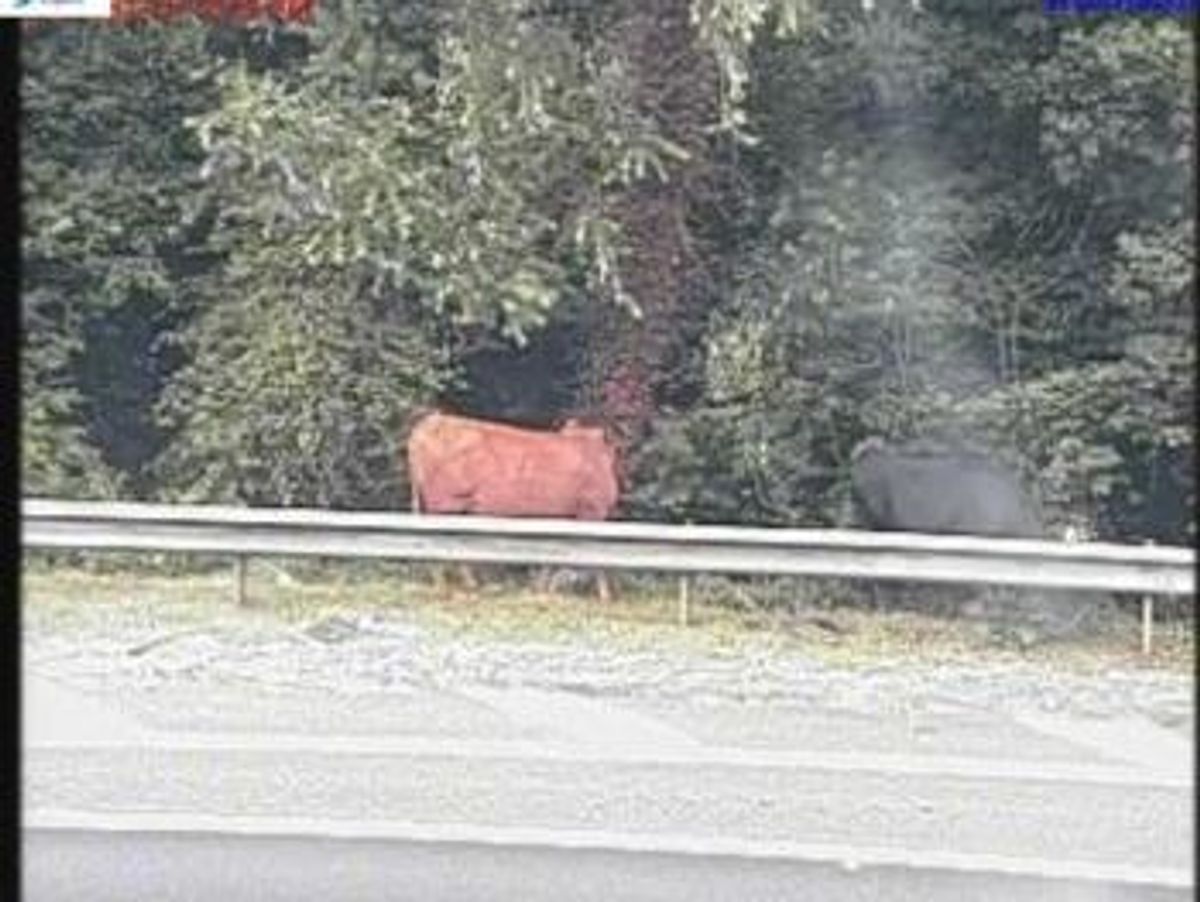 Traffic unable to moo-ve on M6 after cows get onto carriageway ...