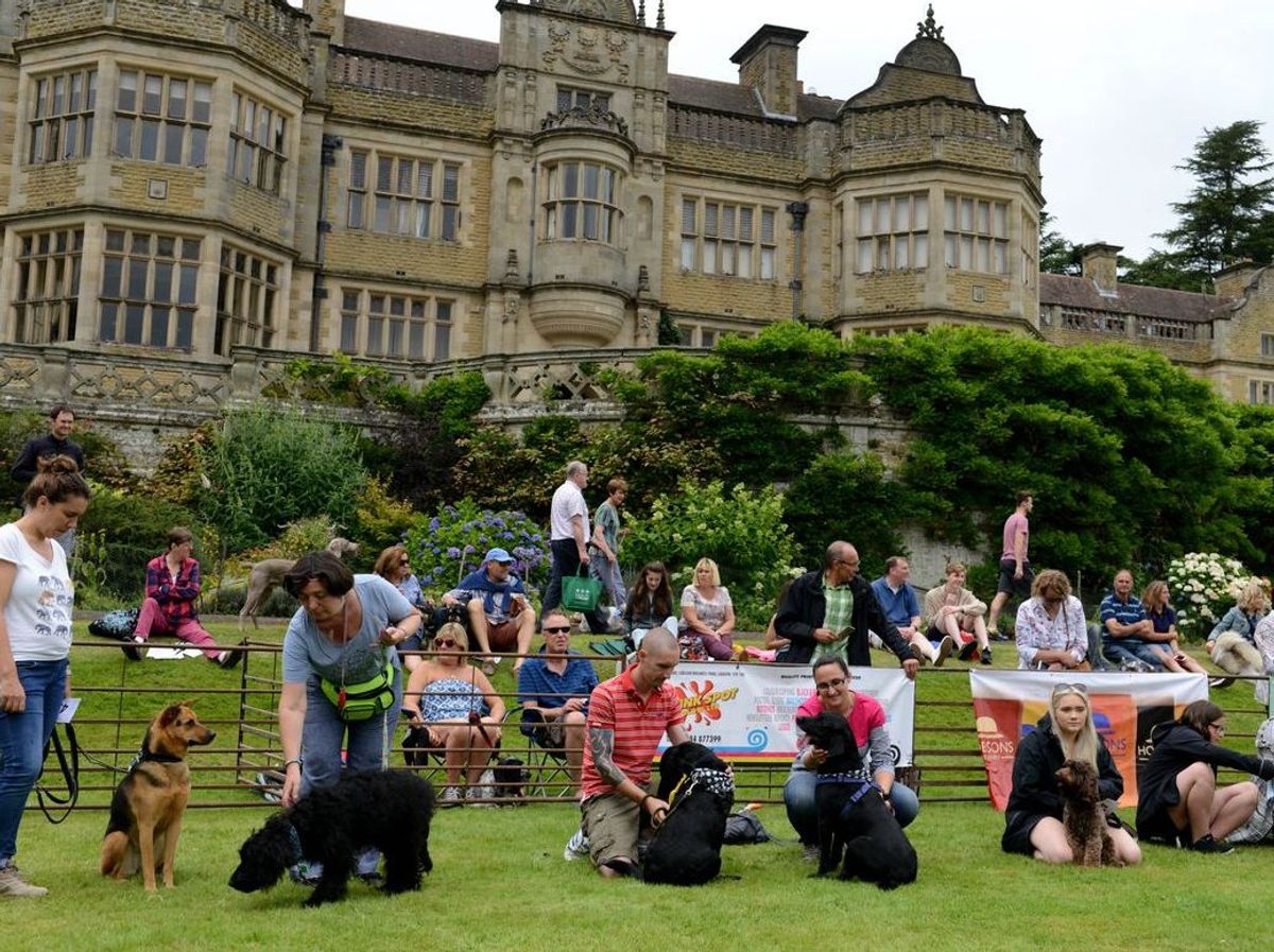 'Woof, growl, bark!' - That's pooch language for Ludlow Dog Day is back ...