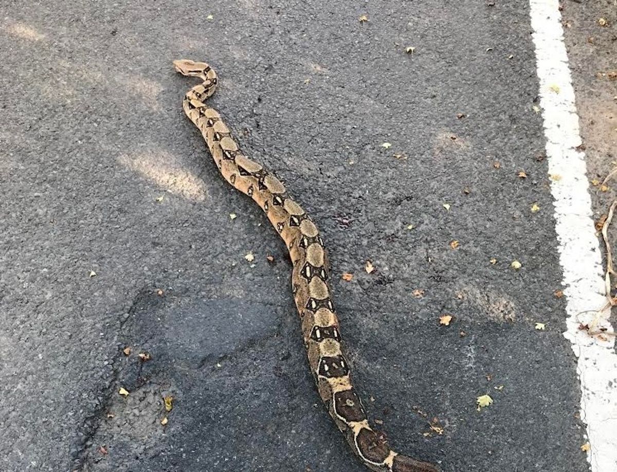 Six-foot boa constrictor with fractured jaw dies after being abandoned ...