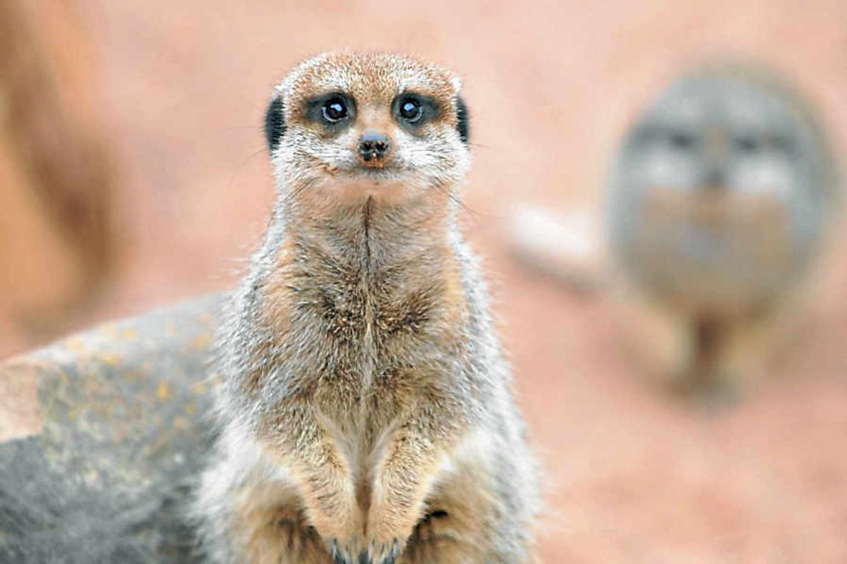 Meerkat mates? Simples! | Express & Star