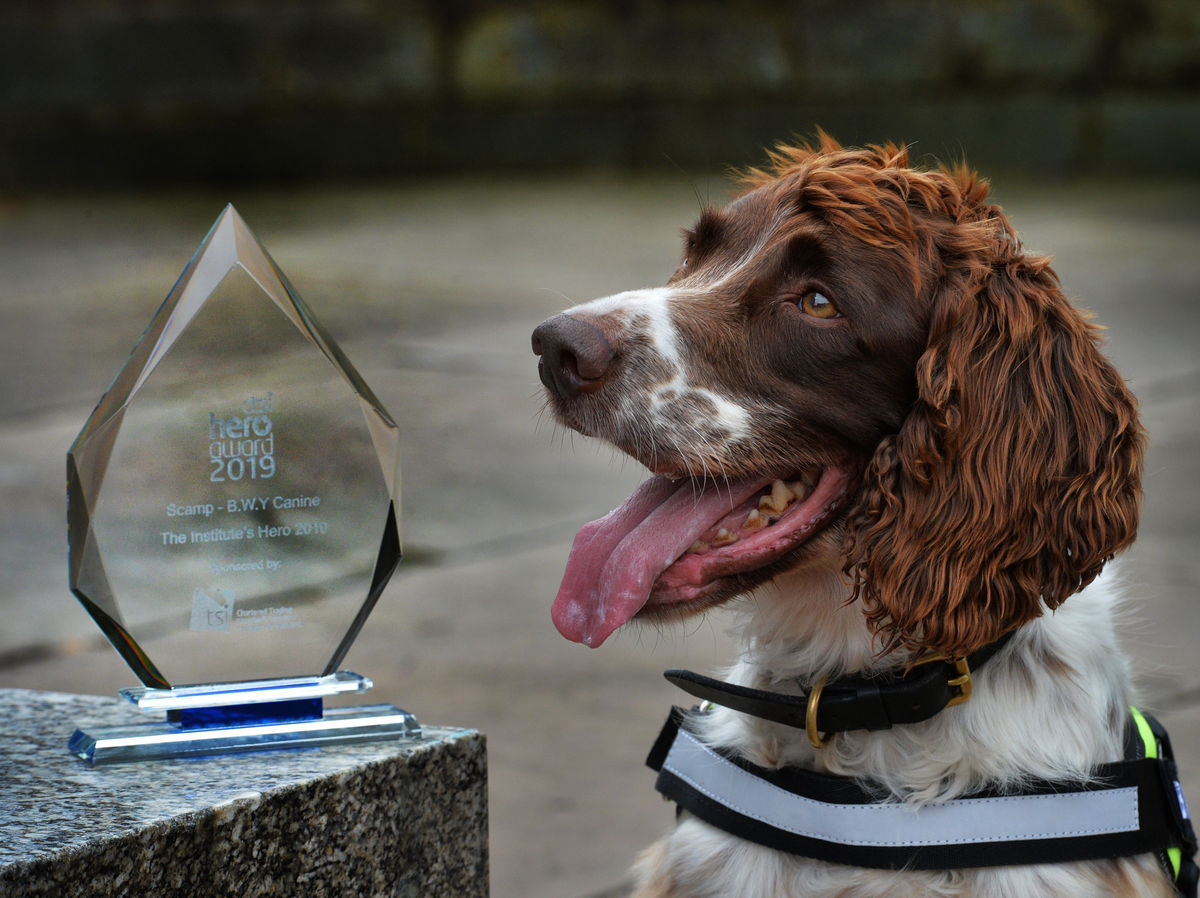 Award for sniffer dog Scamp the scourge of the smugglers | Express & Star