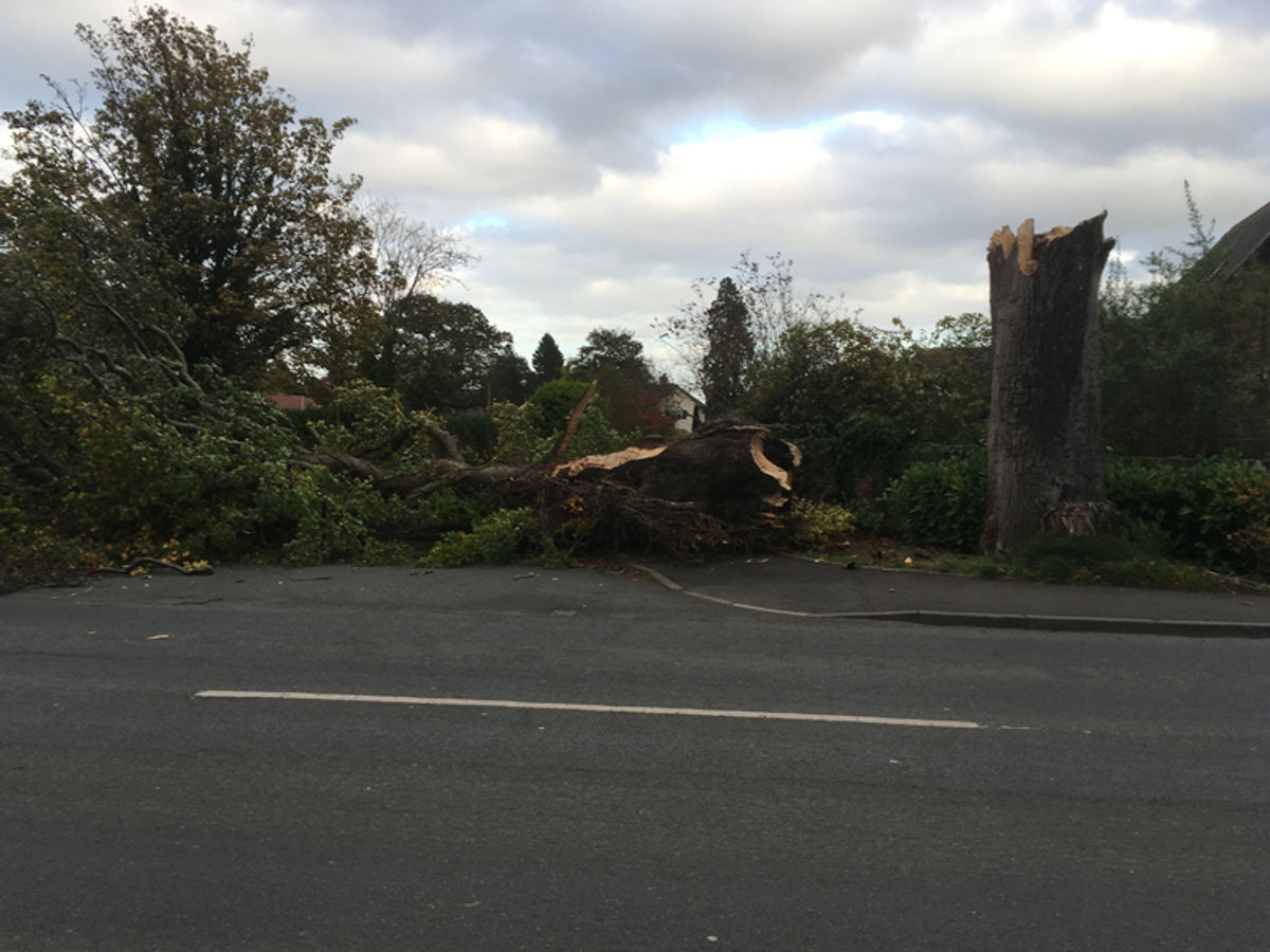 Storm Ophelia: Fallen trees block roads across Shropshire as Boots in ...
