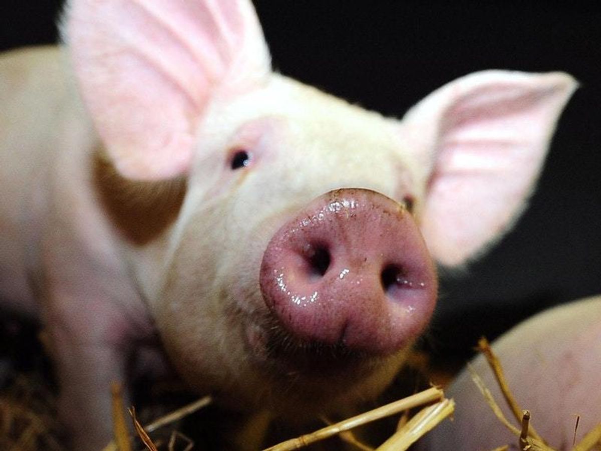 ‘Frankenstein’ scientists instil life into pig brains four hours after ...